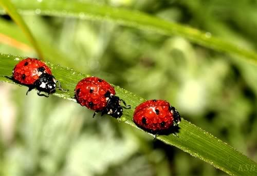3 ladybugs in a row